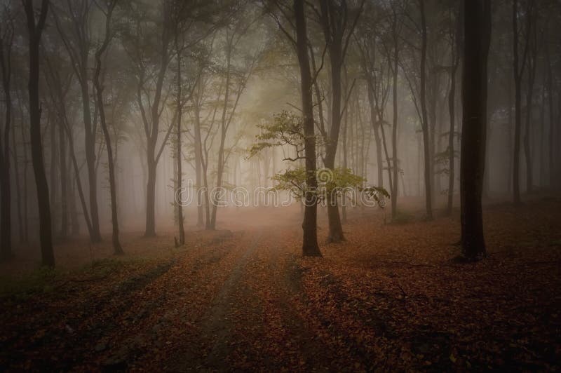 Mens In Donker Eng Bos Met Mist Stock Foto - Afbeelding bestaande uit ...