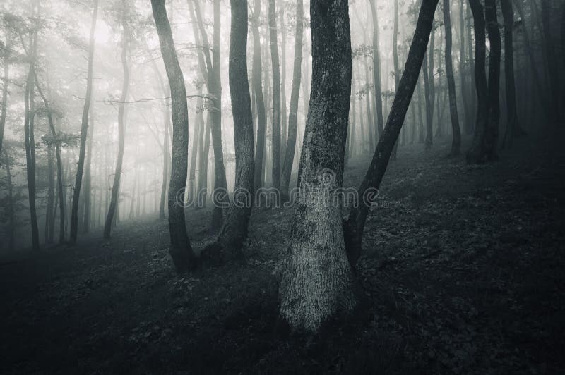 Donker griezelig eng bos stock afbeelding. Image of geheimzinnig - 50374231