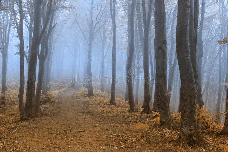 Donkere mist in het bos stock foto. Image of mist, zonlicht - 77238754