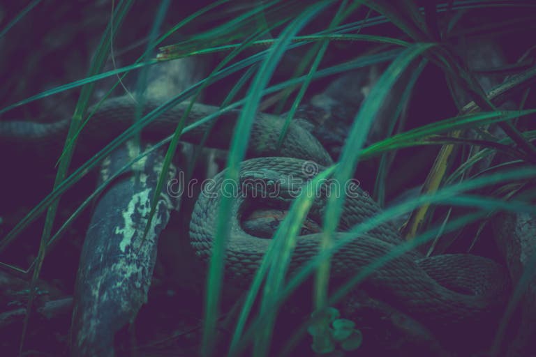 Donkere slang in het gras stock afbeelding. Image of nave - 130312491