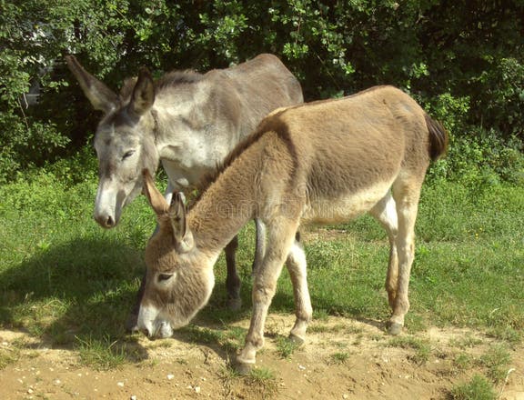 Donkey 10 stock image. Image of outdoor, restive, peaceful - 2946489