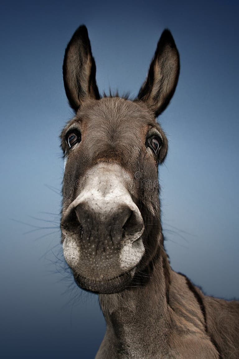 2,148 Donkey Nose Stock Photos - Free & Royalty-Free Stock Photos from ...