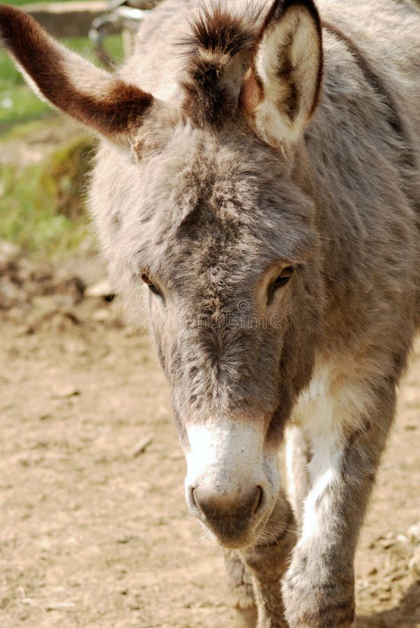 Donkey foot stock image. Image of donkey, closeup, details - 6149979