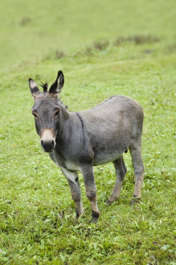 Donkey stock image. Image of animal, grey, donkey, mammal - 12515951