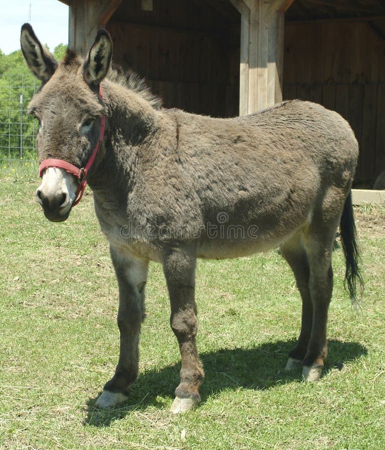 2,136 Donkey Stable Stock Photos - Free & Royalty-Free Stock Photos ...