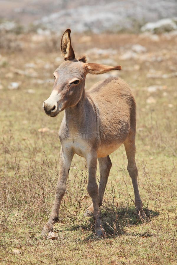 Cyprus Donkey stock image. Image of chordata, donkey, cute - 7653739