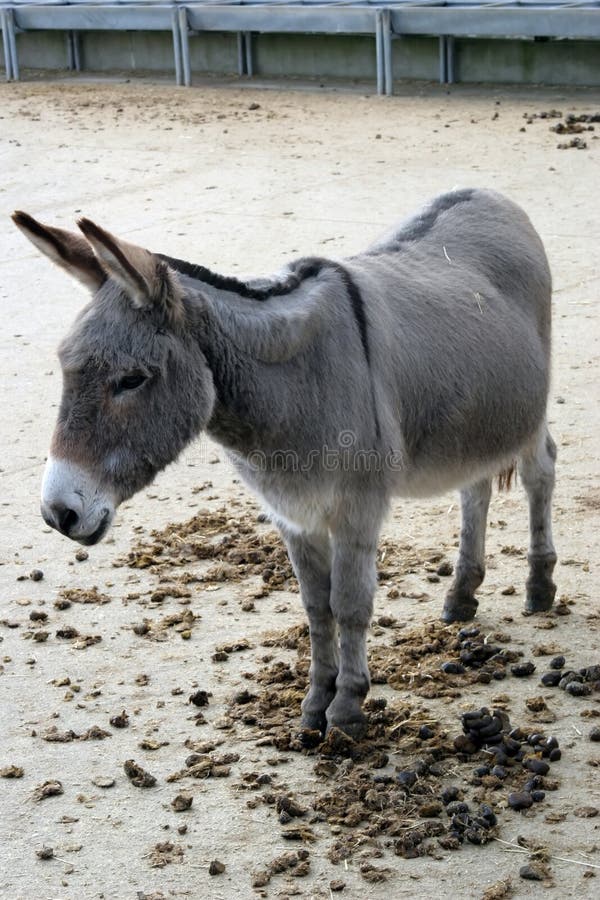 Donkey stock image. Image of england, great, animal, donkey - 1379039