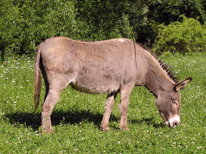 Donkey stock photo. Image of farm, active, donkeys, animal - 40505196