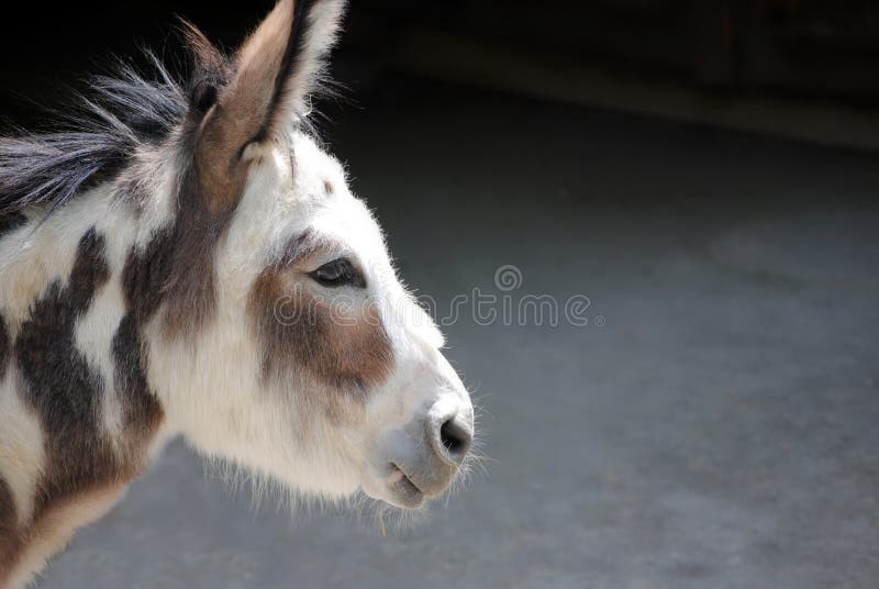 Donkey face stock photo. Image of nature, donkey, animals - 287656