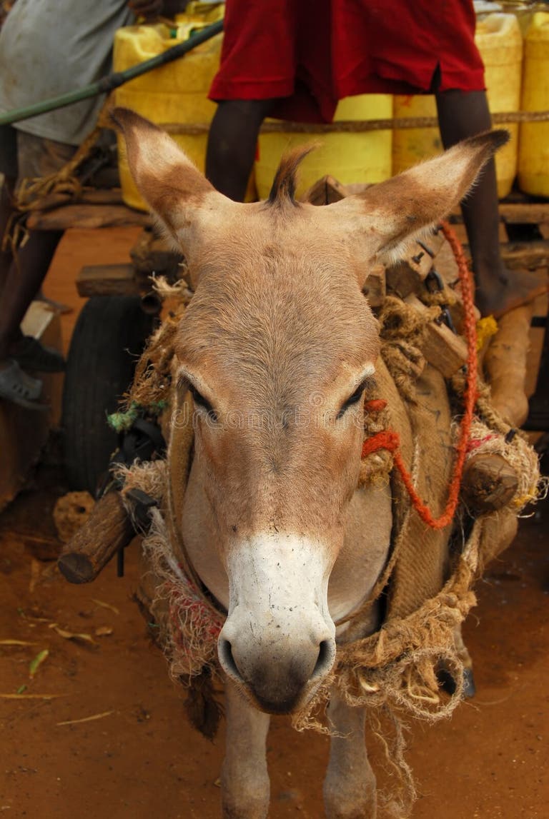 170 Donkey Pulling Stock Photos - Free & Royalty-Free Stock Photos from ...