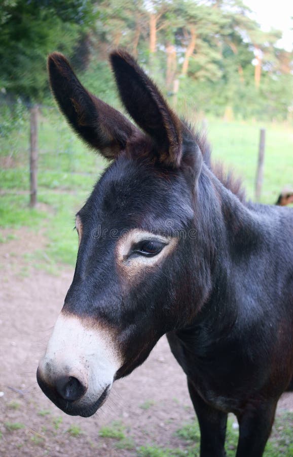 26+ White donkey eye Free Stock Photos - StockFreeImages