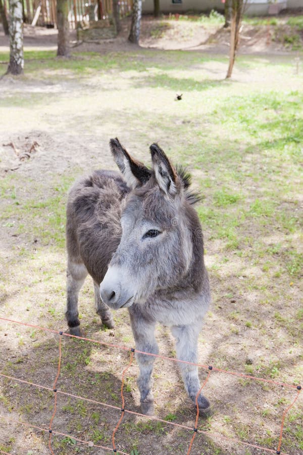 Donkey stock image. Image of livestock, animals, country - 154180707
