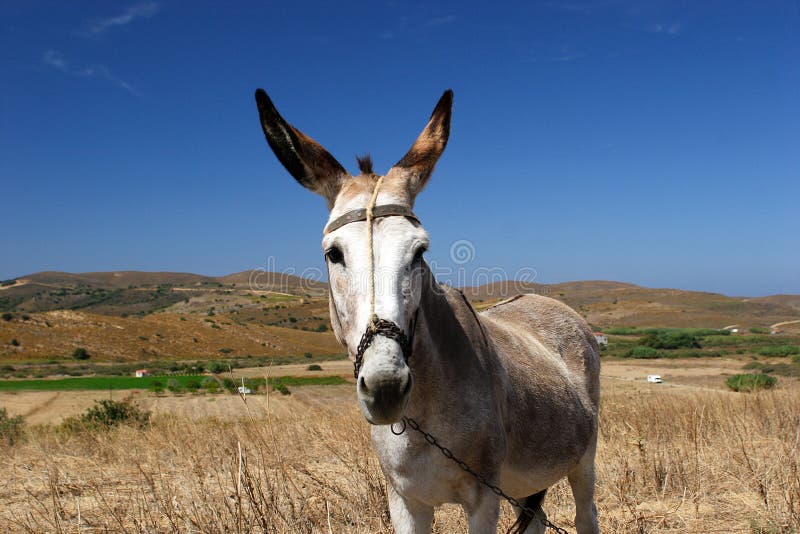 Donkey stock photo. Image of grey, white, strong, animal - 16384446