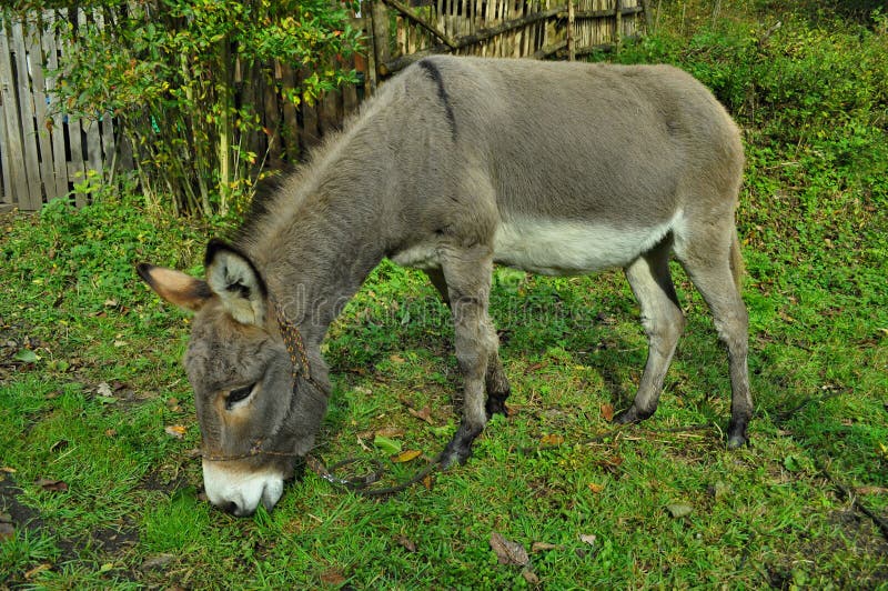 Donkey II stock image. Image of rural, donkies, field, donkey - 20359