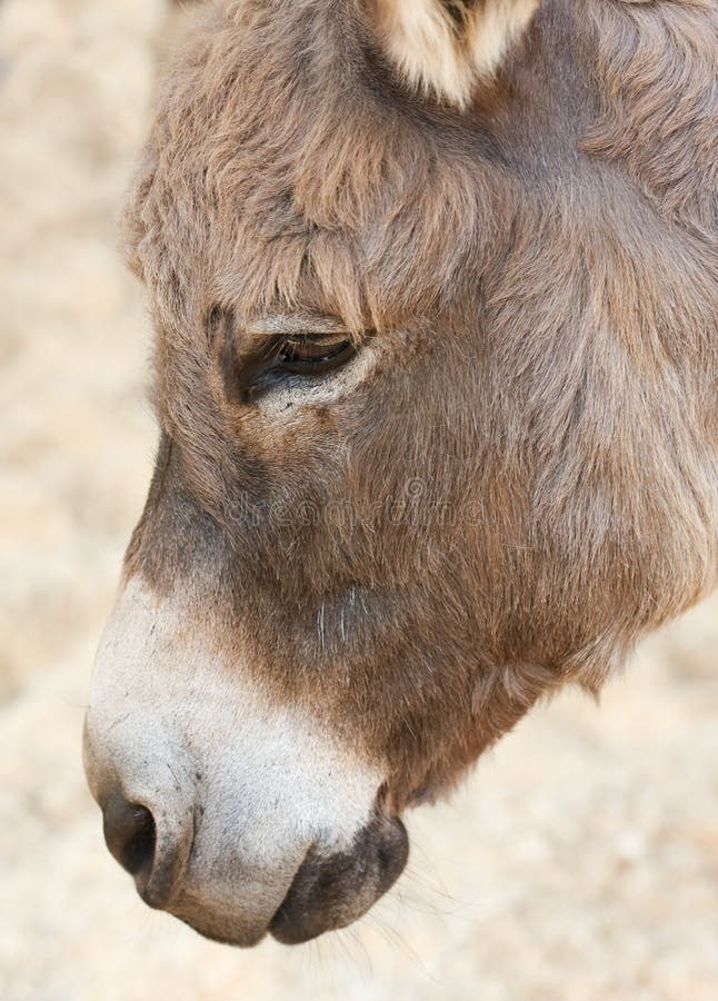 Donkey stock image. Image of head, livestock, animal - 18440101