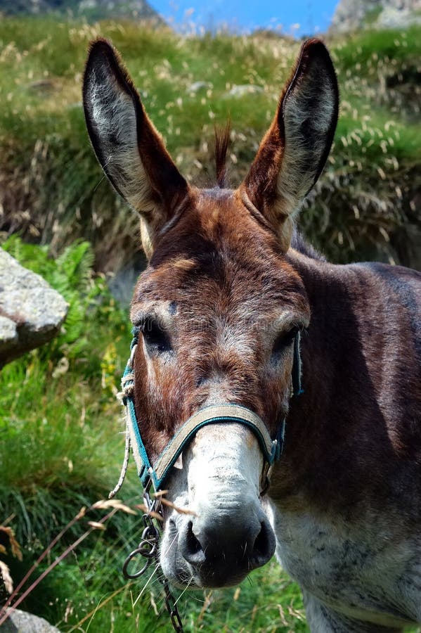 Donkey Free Stock Photos & Pictures, Donkey Royalty-Free and Public ...