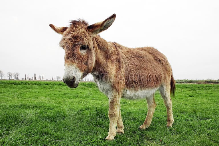 Donkey stock photo. Image of brown, farm, shaggy, country - 18486544
