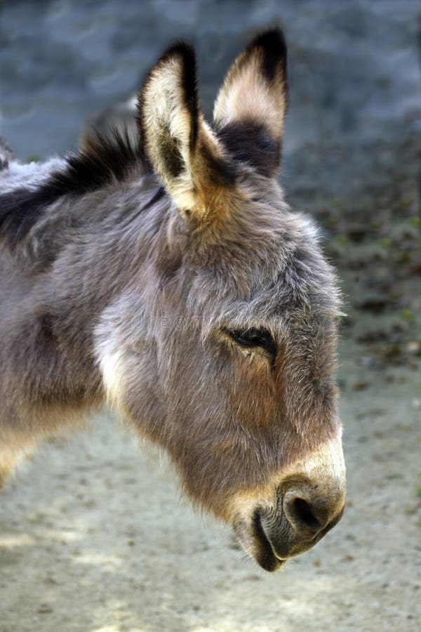 Light Tan Donkey stock image. Image of donkey, mountain - 32695087