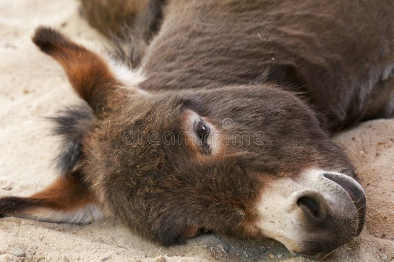 Sleepy donkey stock image. Image of resting, animal, domestic - 56462665