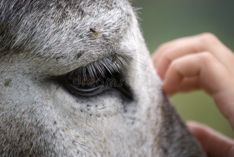 Donkey stock image. Image of animal, culture, hand, mule - 19867909