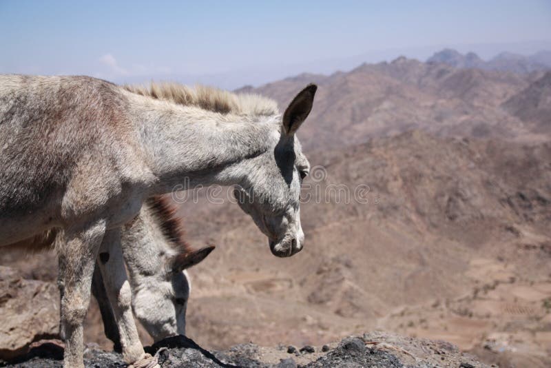 Traditional Yemen Village Al-Hajjarh Stock Photo - Image of arab ...