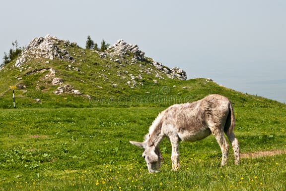 Donkey stock photo. Image of mountain, color, horse, funny - 20911930