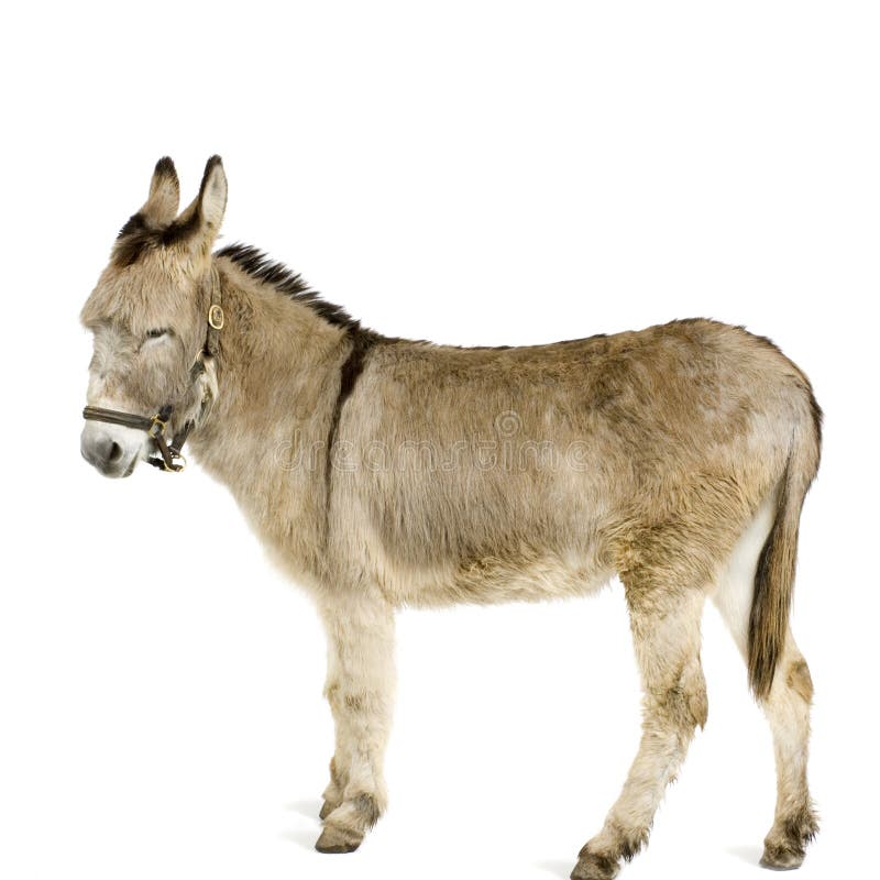 Donkey Portrait stock photo. Image of mule, barnyard, pets - 2773786