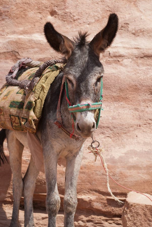 280 Donkey Neck Stock Photos - Free & Royalty-Free Stock Photos from ...