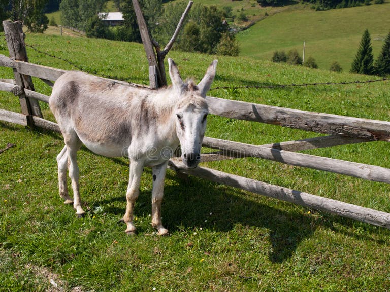 494 Donkey Sitting Stock Photos - Free & Royalty-Free Stock Photos from ...