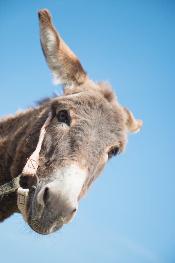Light Tan Donkey stock image. Image of donkey, mountain - 32695087