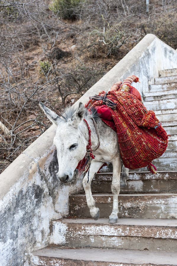 Donkey stock photo. Image of asian, culture, pink, india - 24655280