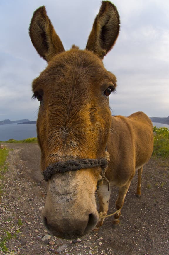 Donkey stock image. Image of life, farm, fish, apathy - 2522199