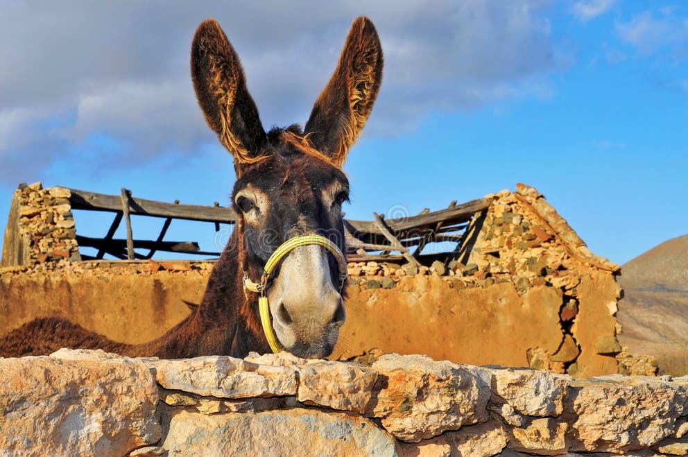 Donkey stock photo. Image of ranch, pack, husbandry, collapsed - 25639220