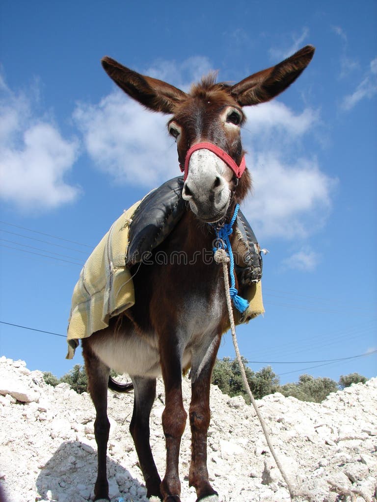 998 Donkey Colt Stock Photos - Free & Royalty-Free Stock Photos from ...