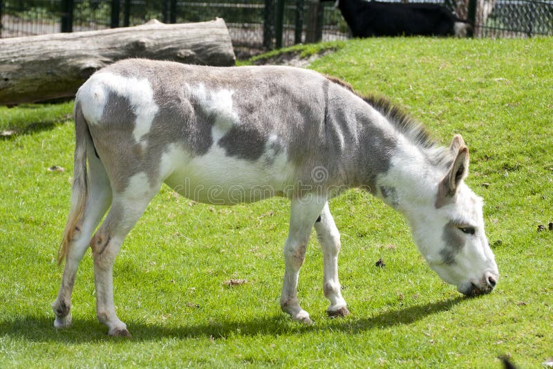 Donkey stock image. Image of short, long, horse, brown - 25962785
