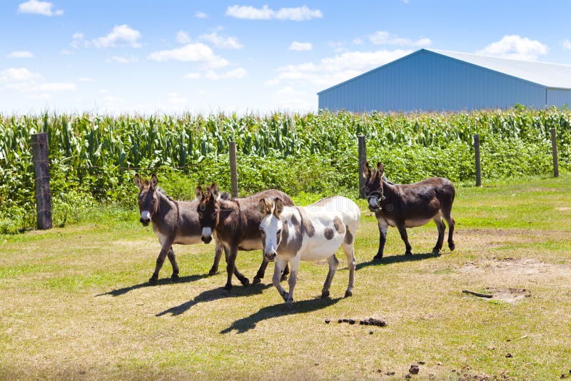 Donkey and the Corn stock image. Image of burning, curious - 1265927