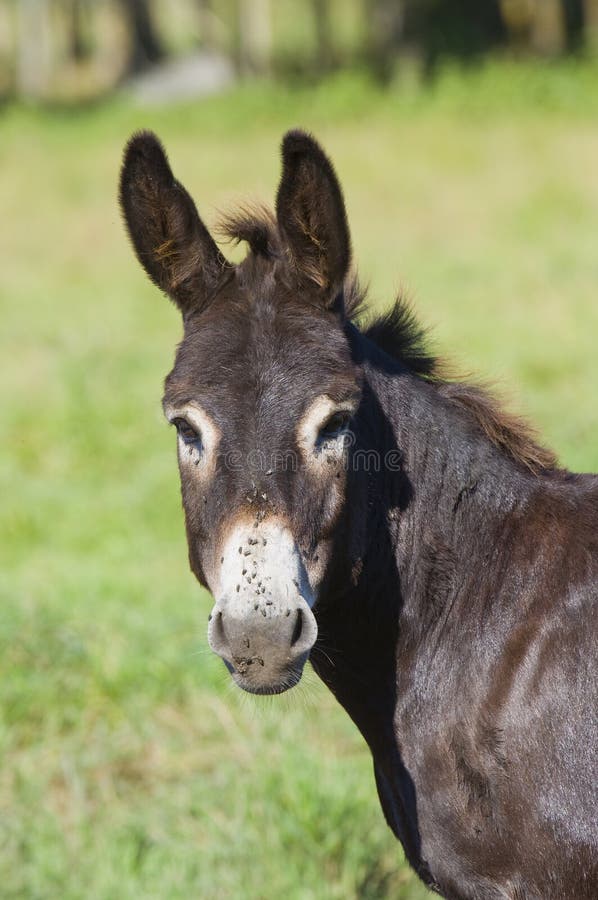 Donkey Free Stock Photos & Pictures, Donkey Royalty-Free and Public ...