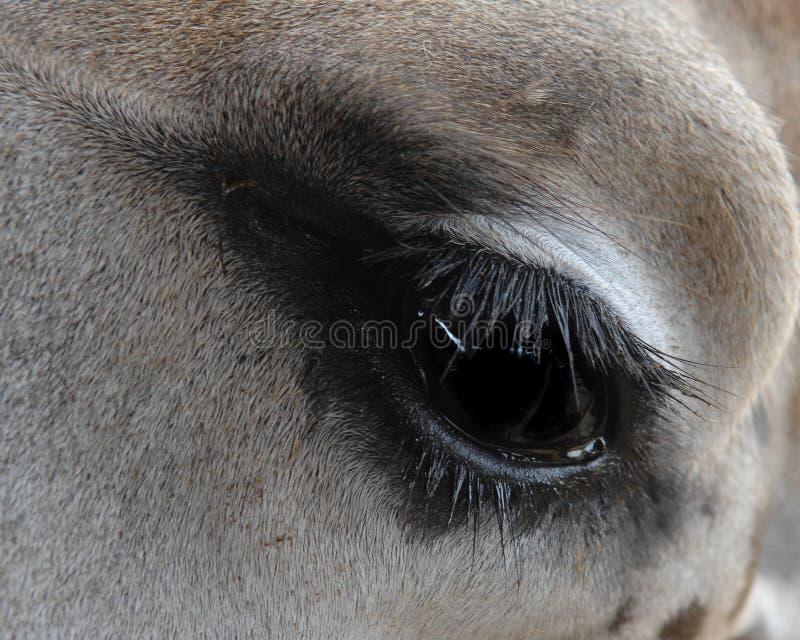 Donkey Skin Texture Stock Photos - Free & Royalty-Free Stock Photos ...