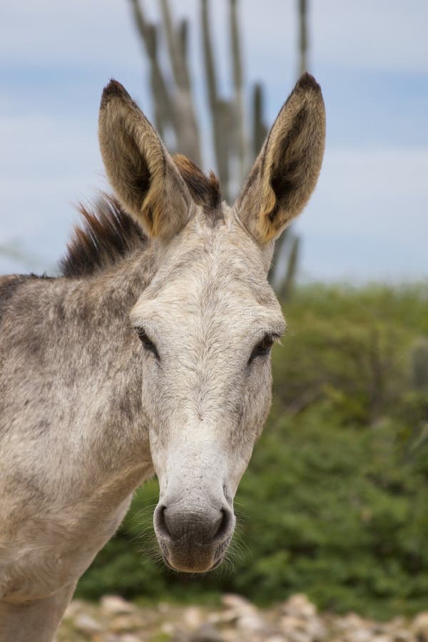 Donkey Picture. Image: 27372110