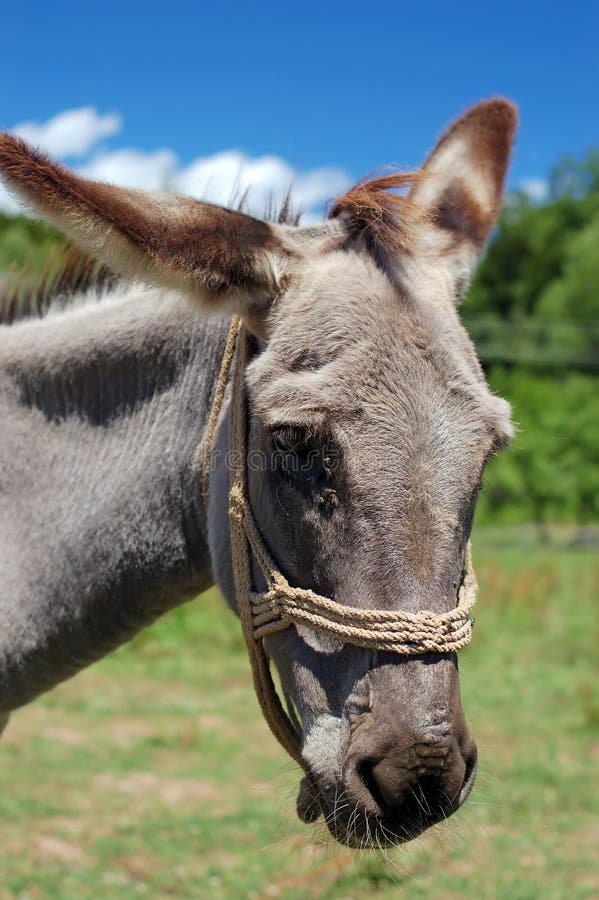 Donkey Picture. Image: 2752097