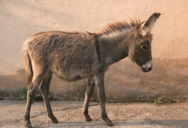 Donkey stock image. Image of headstrong, animal, cattle - 27657567