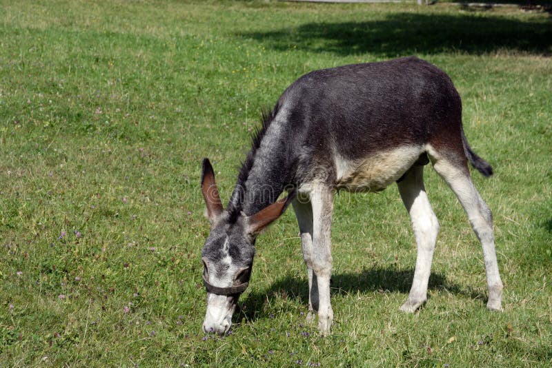 Donkey stock image. Image of agriculture, blue, burro - 2843407
