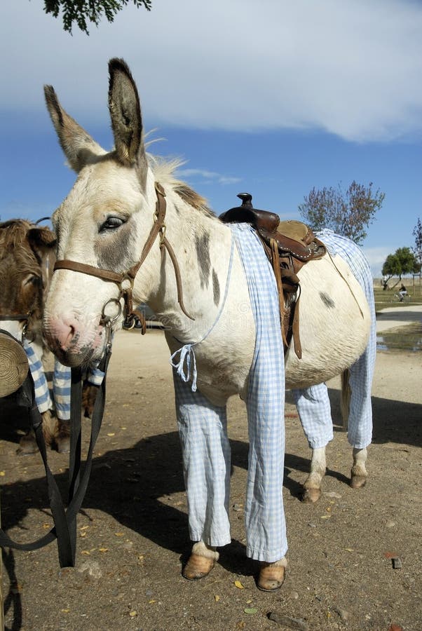 Donkey stock image. Image of dress, ocean, donkey, portrait - 2846503