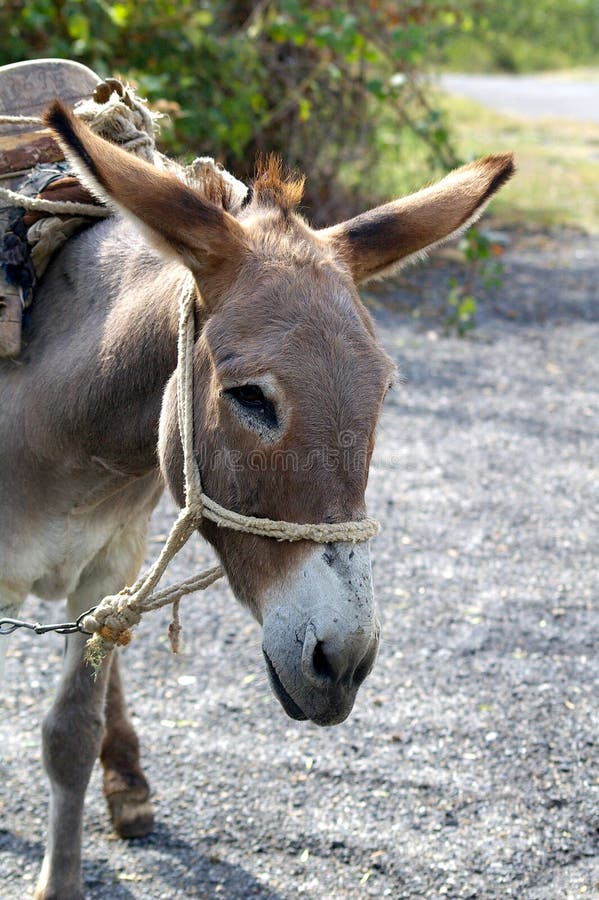 Smiling mule stock photo. Image of laughing, expression - 34269666