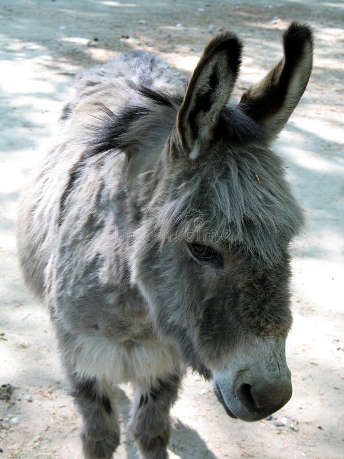 Donkey stock photo. Image of animal, donkey, grey, mammal - 3530504