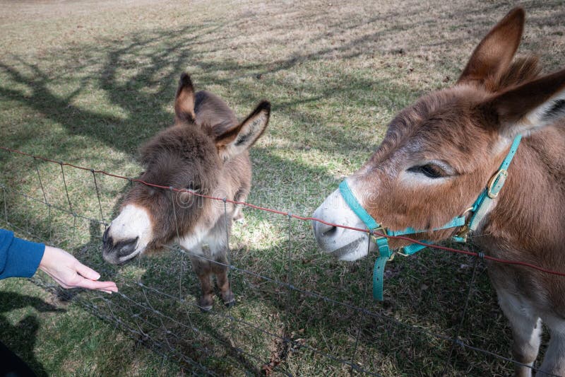 Two Donkeys Standing beside of a Fence Eating Carrots Out of a Hand ...