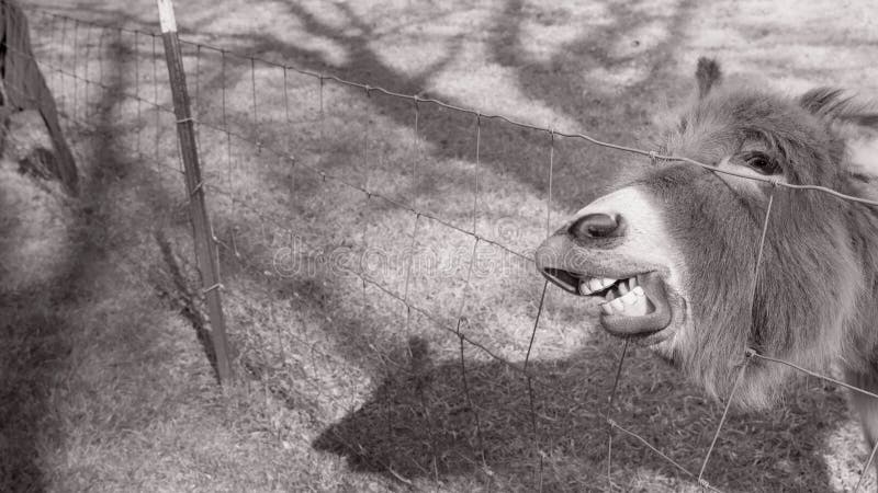 Black and White, Cute Donkey, Smiling, and Showing Teeth, Funny Facial Expression. Stock Photo ...