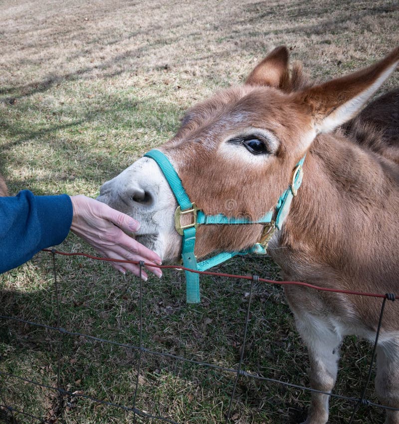 Donkey Standing beside of a Fence Eating Carrots Out of a Hand. Stock ...