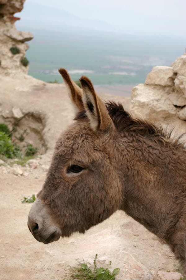 Donkey Picture. Image: 4288852