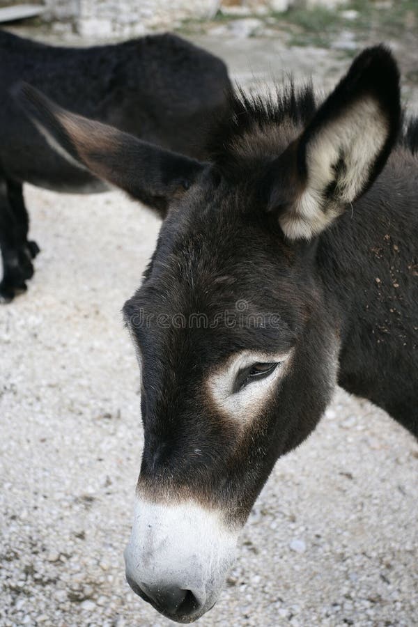 Donkey Profile Side View Portrait In Gray Color Stock Photo - Image of ...